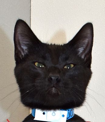 Springfield, OH - Domestic Shorthair. Meet Licorice a Pet for Adoption ...