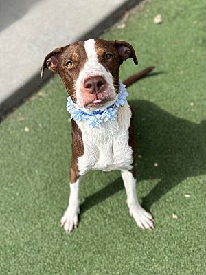 Topeka, KS - Border Collie/Pit Bull Terrier. Meet Irene a Pet for ...