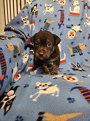 Mansfield, TX - Chihuahua/Pit Bull Terrier. Meet Bear a Pet for ...
