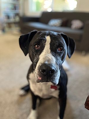 Simi Valley, CA - Great Dane/American Staffordshire Terrier. Meet ...
