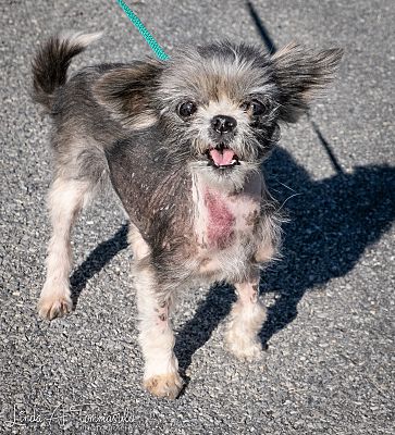 Loudonville, NY - Shih Tzu/Chinese Crested. Meet Roxie a Pet for ...