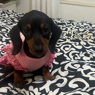 Miami, FL - Miniature Dachshund. Meet SAMBA a Pet for Adoption ...