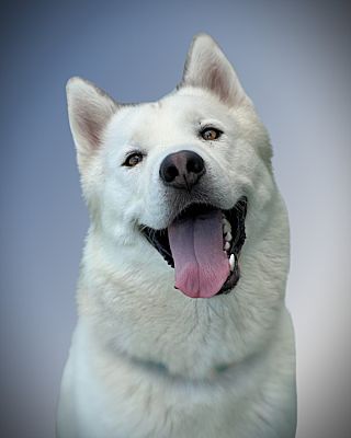 Vallejo, CA - Siberian Husky. Meet Tucker a Pet for Adoption ...