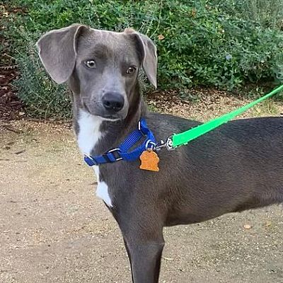 Sunnyvale, CA - Terrier (Unknown Type, Medium)/Whippet. Meet Bonita a ...