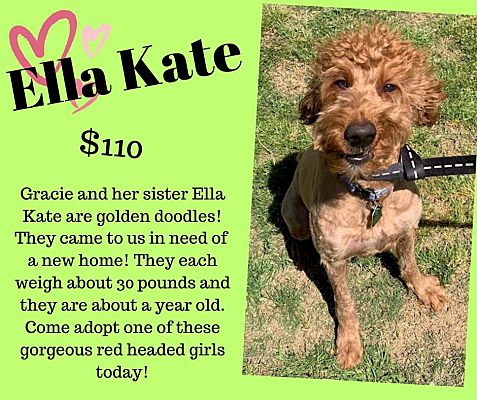 Decatur, AL - Goldendoodle. Meet Ella Kate a Pet for Adoption ...