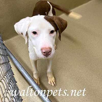 Monroe, GA - Pointer/Mixed Breed (Large). Meet Grimm #13260 a Pet for ...