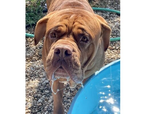 Chesapeake, VA - Dogue de Bordeaux/Mixed Breed (Medium). Meet Zeus a ...