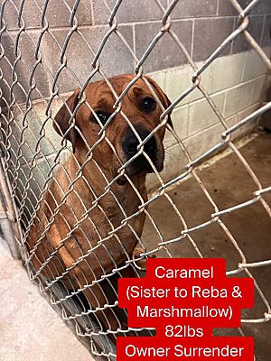 Preston, MD - Labrador Retriever. Meet Caramel a Pet for Adoption ...