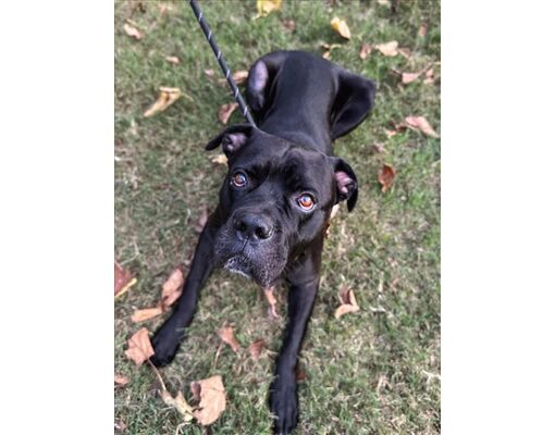 Austin, TX - Cane Corso. Meet KING a Pet for Adoption - AdoptaPet.com
