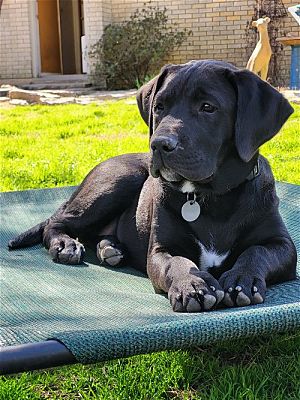 Boston, MA - Labrador Retriever. Meet Ash a Pet for Adoption ...