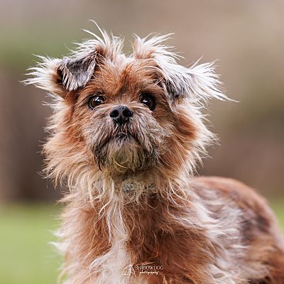 Whitewater, WI - Brussels Griffon/Terrier (Unknown Type, Small). Meet ...