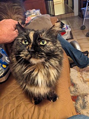 Oxnard, CA - Domestic Longhair. Meet Joey a Pet for Adoption ...