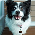 Corgi Puppies - Corgi Rescue and Adoption Near You