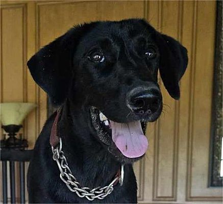 Cincinnati, OH - Greyhound/Labrador Retriever. Meet Jazzy a Pet for ...