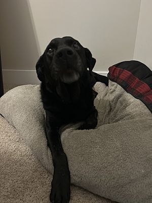 Myrtle Beach, SC - Labrador Retriever/German Shepherd Dog. Meet Bear a ...