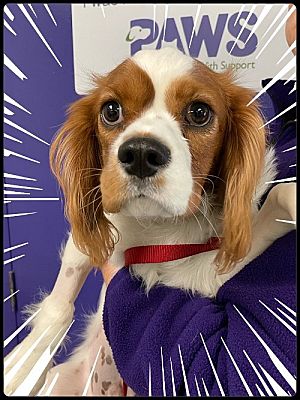 St. George, UT - Cavalier King Charles Spaniel. Meet Samson a Pet for ...