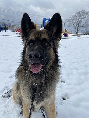 Abingdon, MD - German Shepherd Dog/St. Bernard. Meet Louie a Pet for ...
