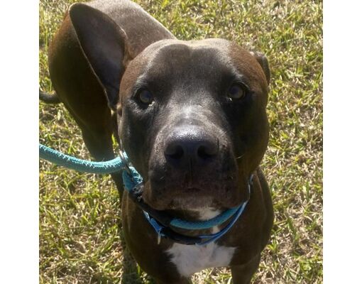 Sarasota, FL - Shar Pei/American Pit Bull Terrier. Meet Sicily a Pet ...