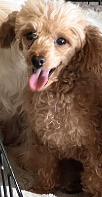 Sacramento, CA - Poodle (Toy or Tea Cup). Meet Bridget a Pet for ...