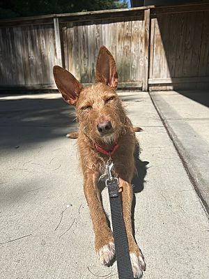 Swanzey, NH - Podengo Portugueso. Meet Ollie a Pet for Adoption ...