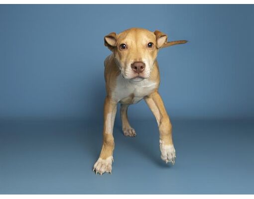 Phoenix, AZ - American Pit Bull Terrier. Meet ROMAN a Pet for Adoption ...