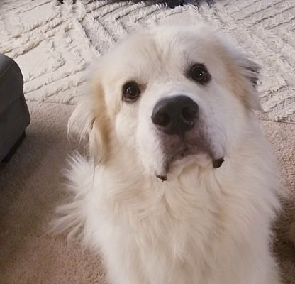 Do Great Pyrenees Drool A Lot