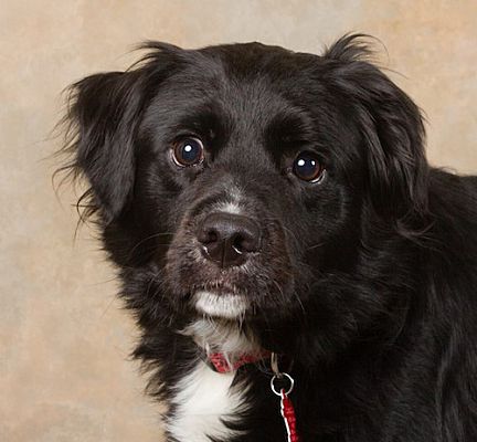 Sudbury, MA - Flat-Coated Retriever/Border Collie. Meet Moose a Pet for ...