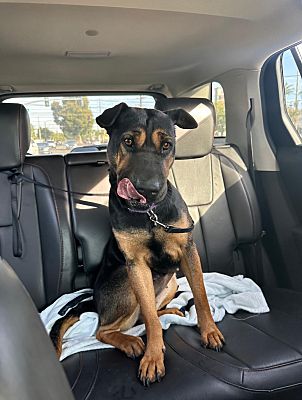 Los Angeles, CA - Shar Pei/Rottweiler. Meet EXQUISITE SOPHIE a Pet for ...