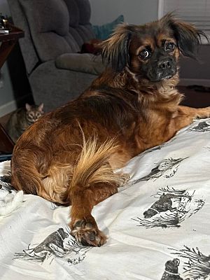Hayes, VA - Pekingese/Mixed Breed (Small). Meet Izzy a Pet for Adoption ...