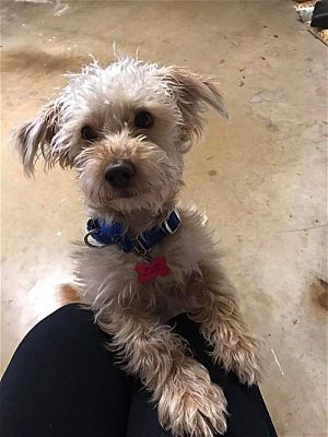 Boston, MA - Maltese. Meet Biscuit a Pet for Adoption - AdoptaPet.com