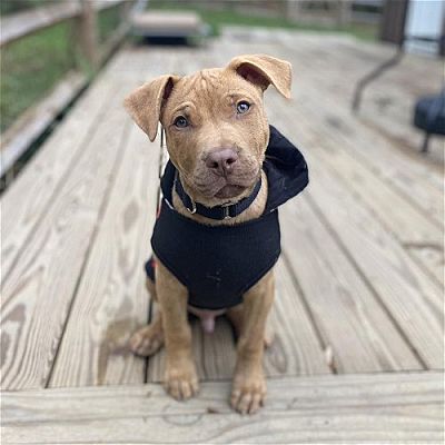 Shermans Dale, PA - Pit Bull Terrier/Staffordshire Bull Terrier. Meet ...