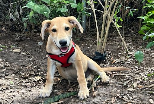 Yarmouth, ME - German Shepherd Dog/Labrador Retriever. Meet Dodger a ...
