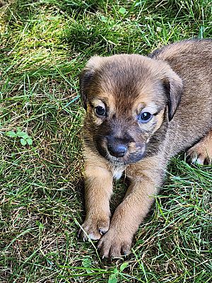 Marlton, NJ - Labrador Retriever. Meet Baby Cherry a Pet for Adoption ...