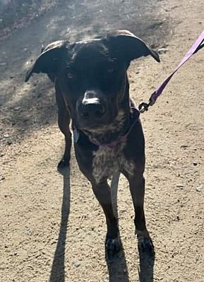 Medford, OR - Blue Lacy/Texas Lacy. Meet Dallas a Pet for Adoption ...