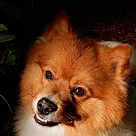 Corgi Puppies - Corgi Rescue and Adoption Near You