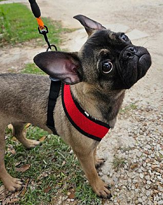 East Hartford, CT - Pug/French Bulldog. Meet The Dude a Pet for ...
