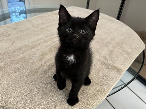 Palm Coast, FL - Devon Rex. Meet Cuddly Kitten a Pet for Adoption ...