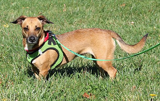 Harrison, NY - Labrador Retriever/Dachshund. Meet Bella a Pet for ...