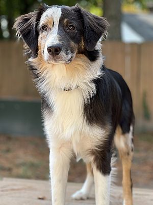 Virginia Beach, VA - Australian Shepherd. Meet Basil (Baz) a Pet for ...