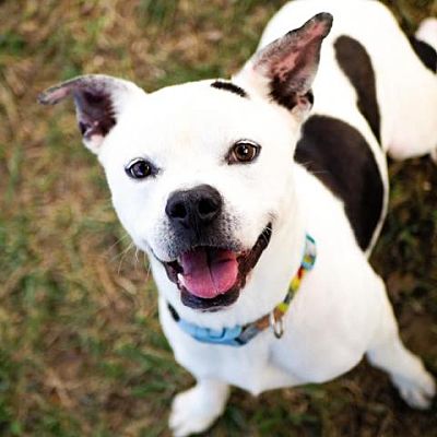 Jefferson City, TN - Boxer/Bulldog. Meet Domino a Pet for Adoption ...