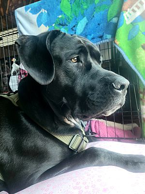 Indianapolis, IN - Great Dane/Mastiff. Meet Kala a Pet for Adoption ...