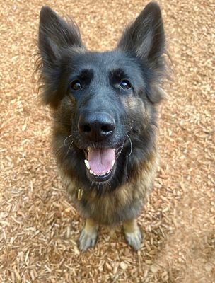 Seattle, WA - German Shepherd Dog. Meet Willow a Pet for Adoption ...