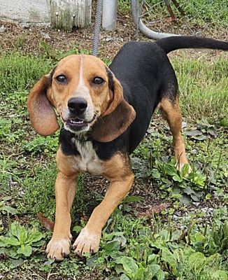 Lexington, MA - Beagle. Meet Pixie a Pet for Adoption - AdoptaPet.com