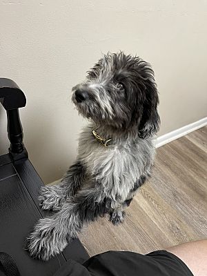 Atlanta, GA - Border Collie/Poodle (Standard). Meet Cash a Pet for ...