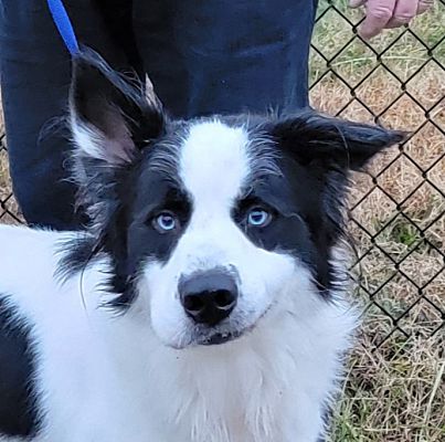 Zuni, VA - Border Collie. Meet Merlin a Pet for Adoption - AdoptaPet.com