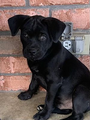 Middletown, CT - Cocker Spaniel/Pug. Meet Lux in CT a Pet for Adoption ...