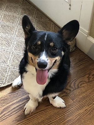 Denver, CO - Corgi. Meet Charlie a Pet for Adoption - AdoptaPet.com