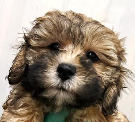 Hainesville, IL - Shih Poo/Poodle (Miniature). Meet Just Imagine a Pet ...