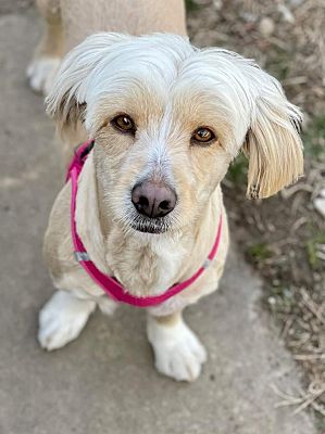 Freeport, NY - Poodle (Standard). Meet Estrella a Pet for Adoption ...