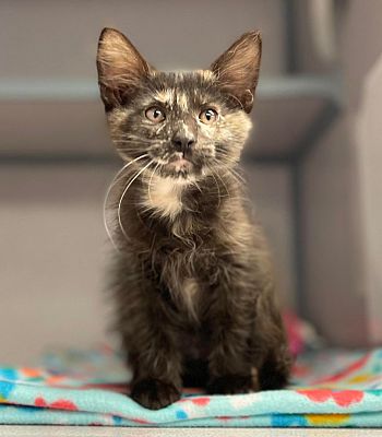 Bedford Hills, NY - Maine Coon. Meet Polly a Pet for Adoption ...